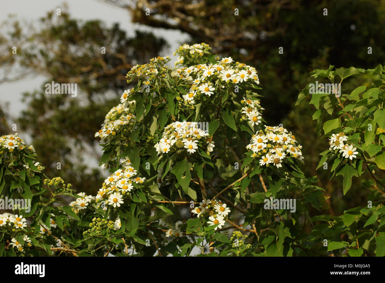 Giant Tree Daisy - Podachaenium eminens. Costa Rica, Province ...