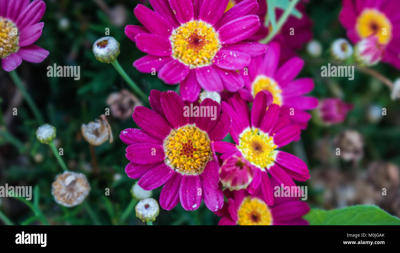 Beautifull Flower in a Lisbon Park Stock Photo - Alamy