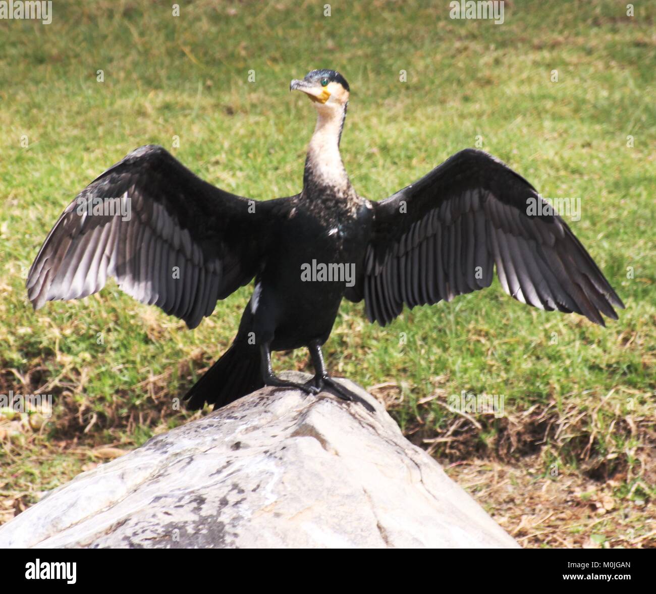 Cormorant Chick High Resolution Stock Photography and Images - Alamy