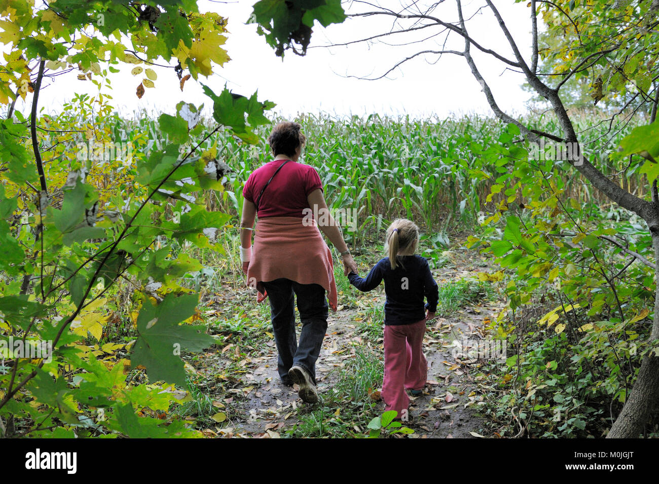A grandmother and her grandchild walking through a clearing in a corn ...