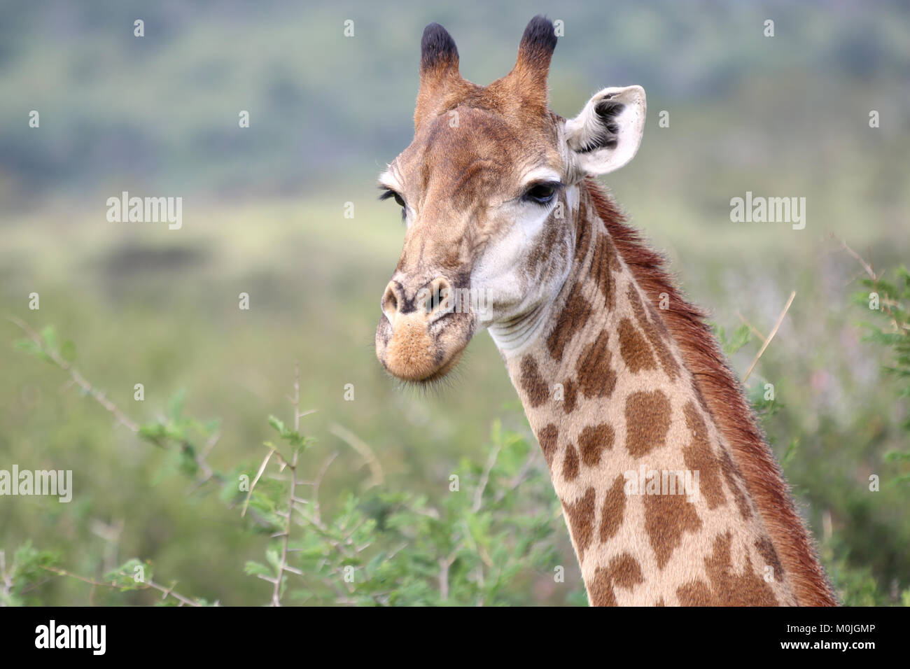 Mkuze Falls - Kwazulunatal Province - South Africa Stock Photo - Alamy
