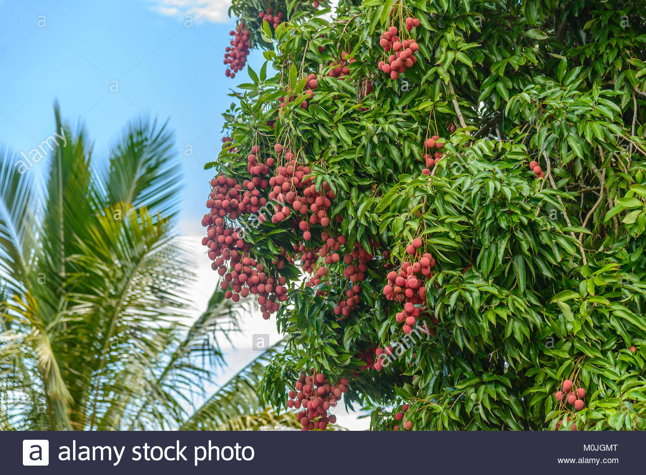 Lichi Tree High Resolution Stock Photography and Images - Alamy