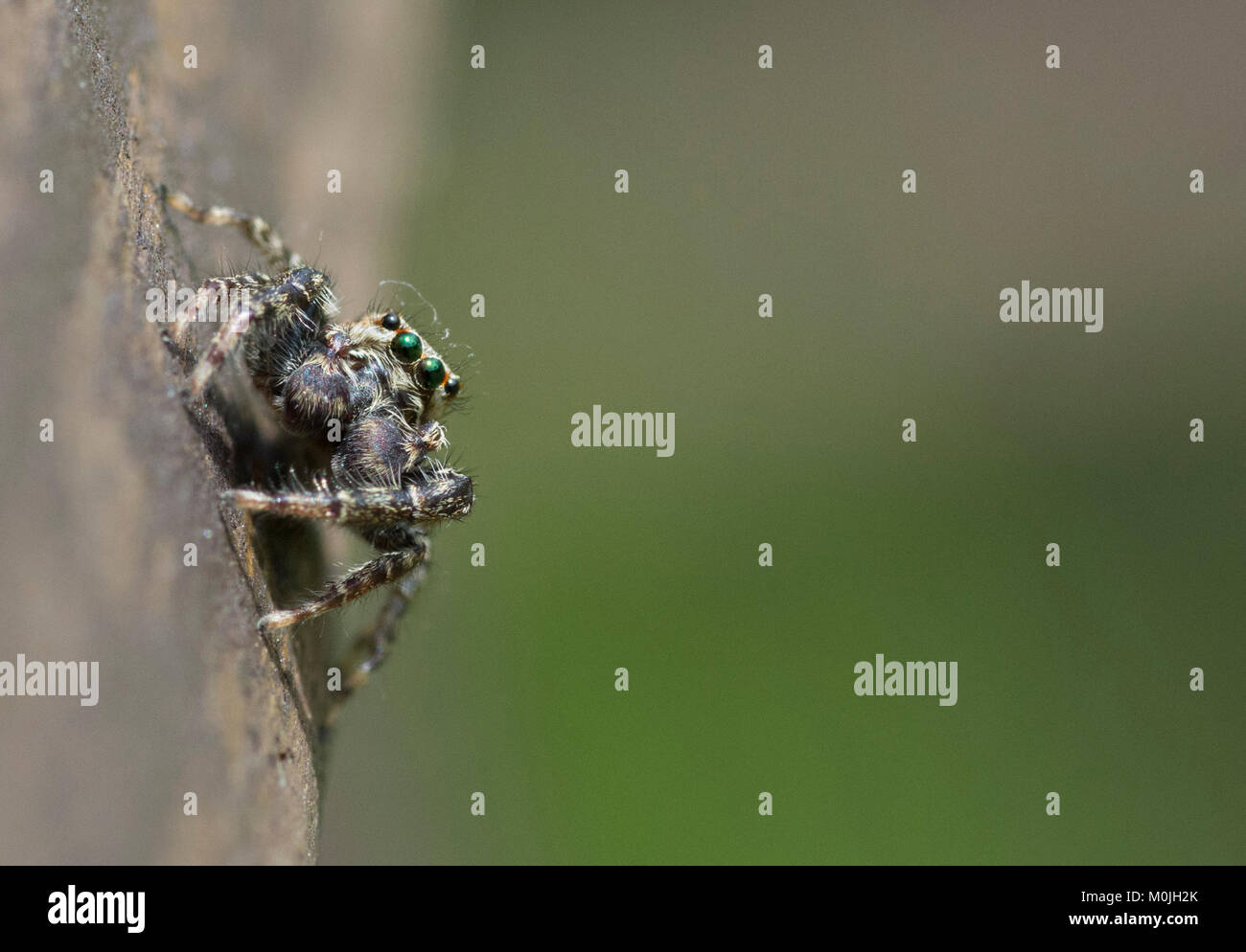 Male jumping spider (Marpissa muscosa Stock Photo - Alamy