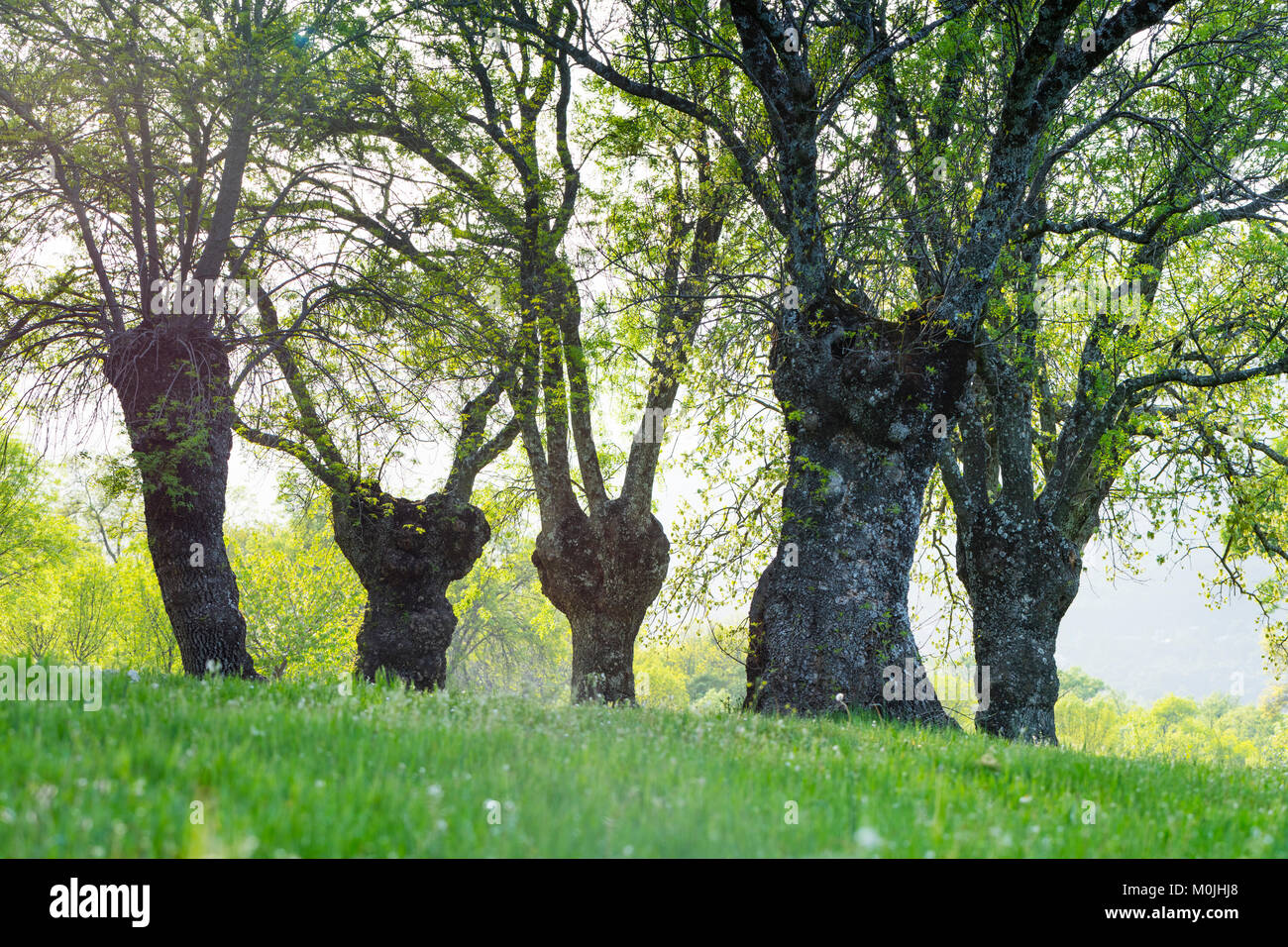 Fraxinus excelsior — known as the ash, or European ash or common ash ...