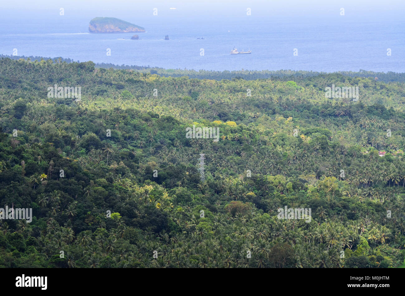 Beautiful coconut forest in Karangasem, Bali Stock Photo - Alamy
