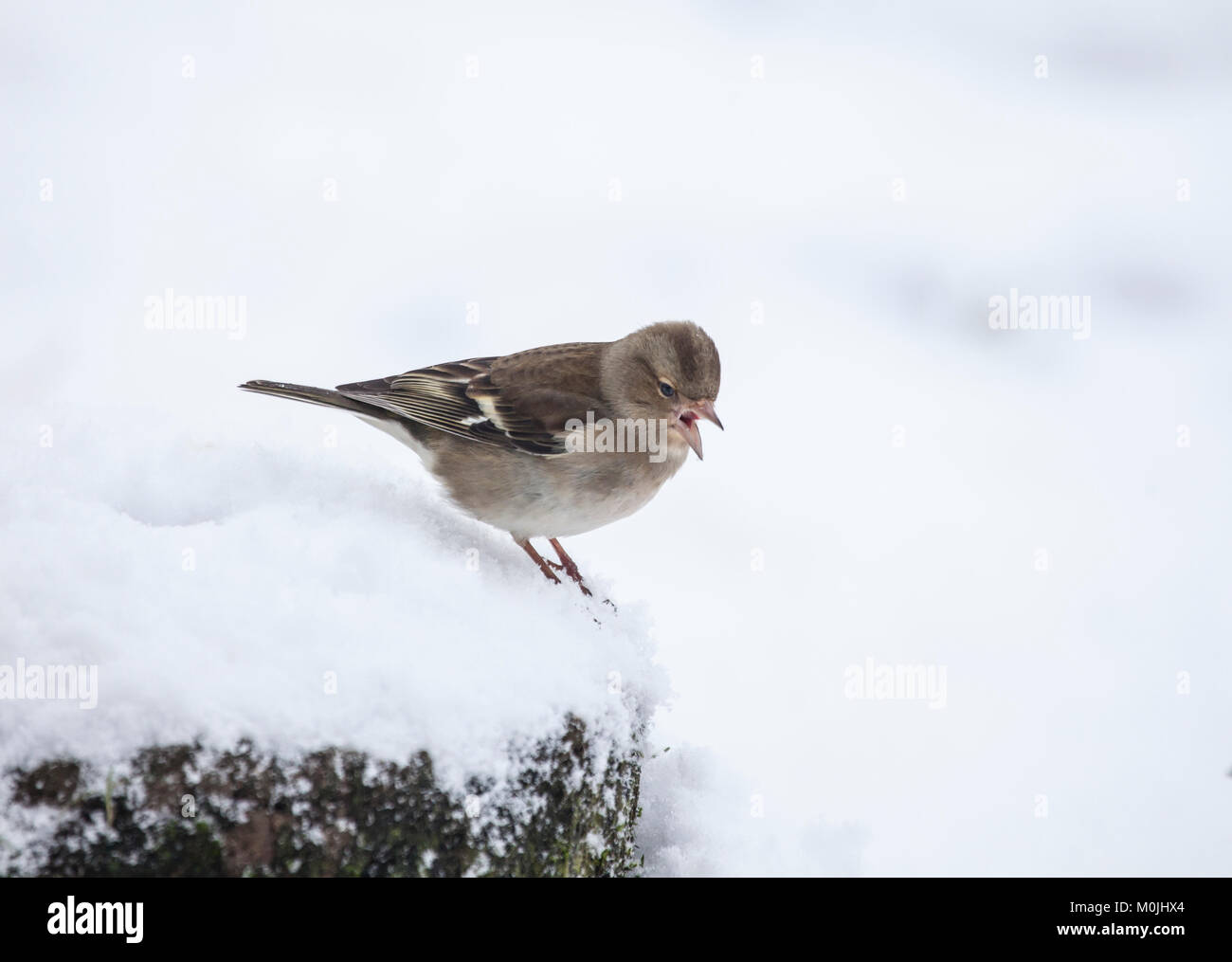 A female Chaffinch, Common Chaffinch, Fringilla coelebs, standing in ...