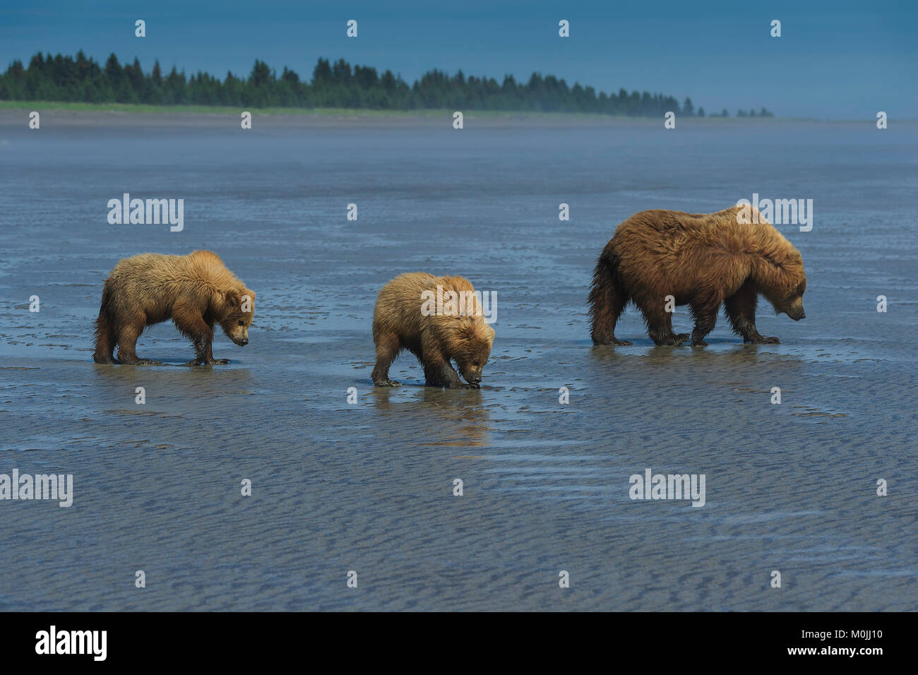 Bear family hi-res stock photography and images - Alamy