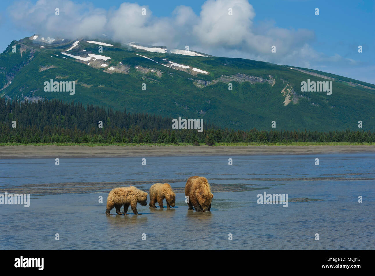 Bear family hi-res stock photography and images - Alamy