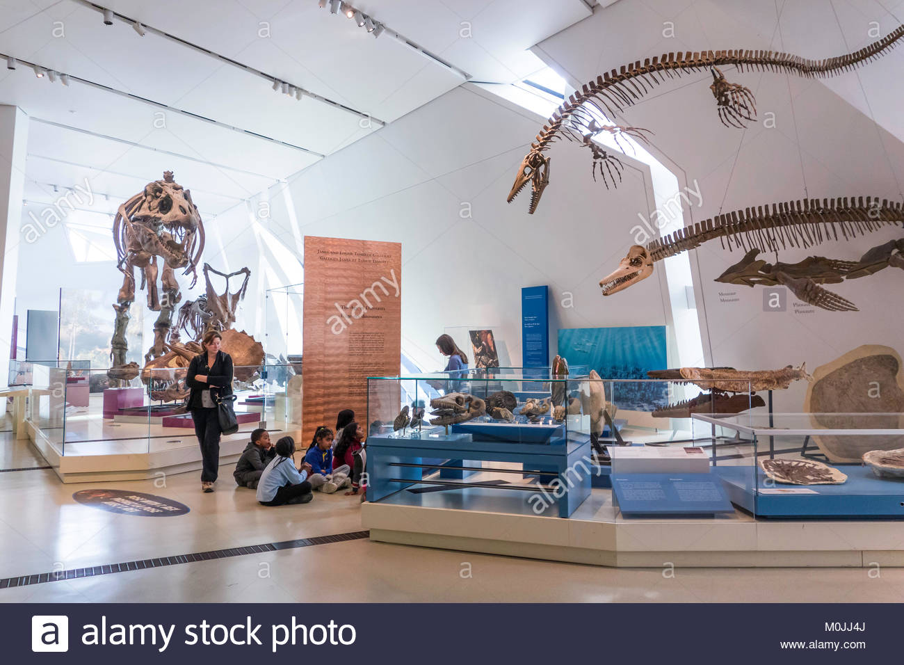 Palaeontology High Resolution Stock Photography and Images - Alamy