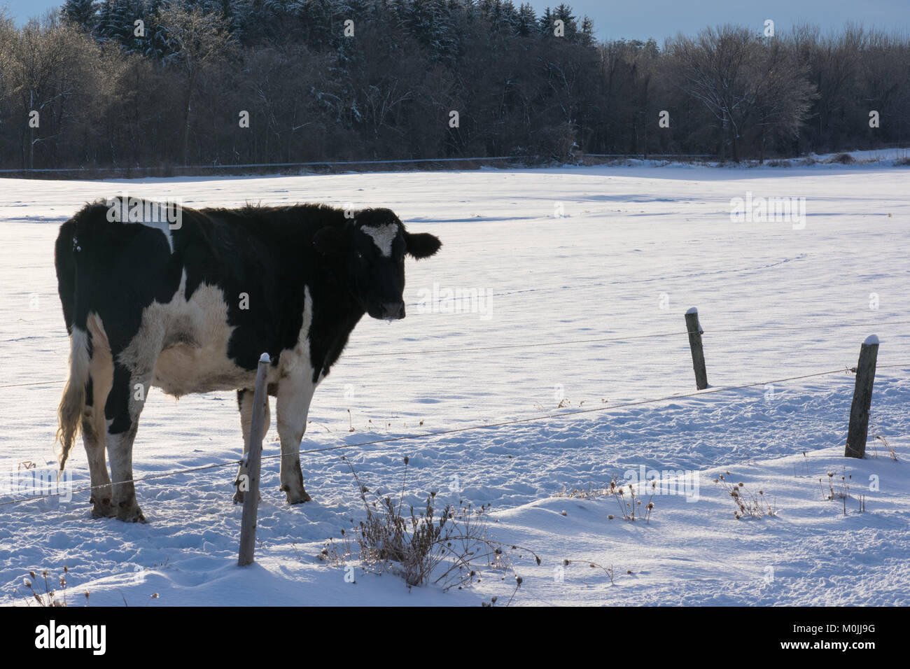 Single Holstein cow looking at you in the snowy winter Stock Photo - Alamy