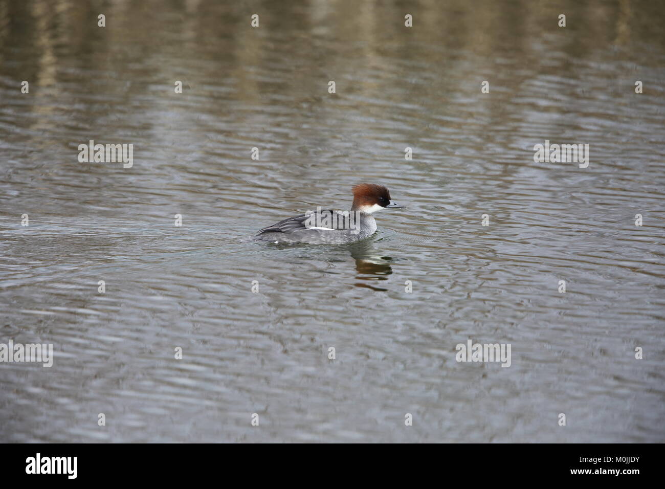 Smew (Mergus albellus) in Japan Stock Photo - Alamy