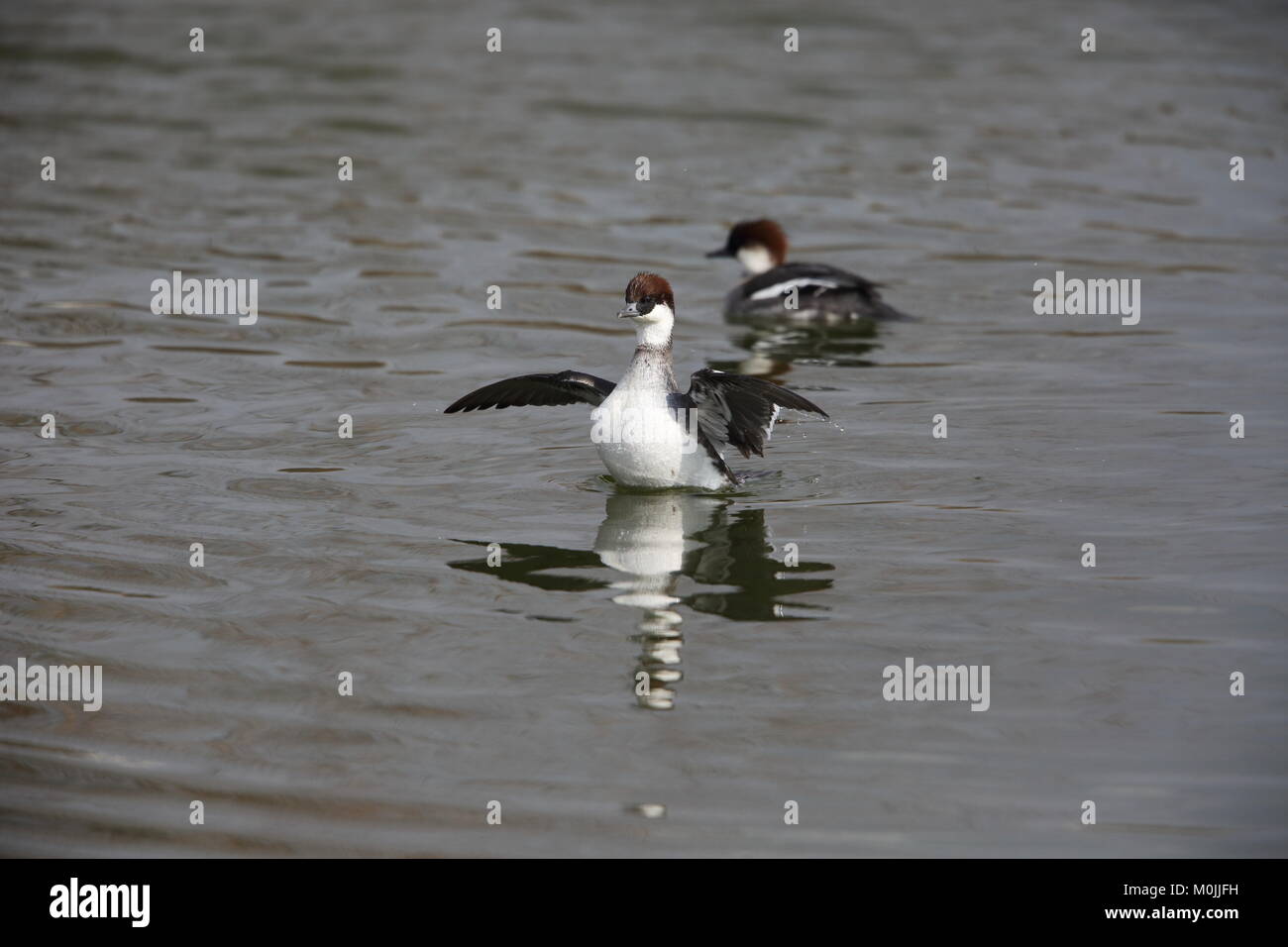 Smew (Mergus albellus) in Japan Stock Photo - Alamy
