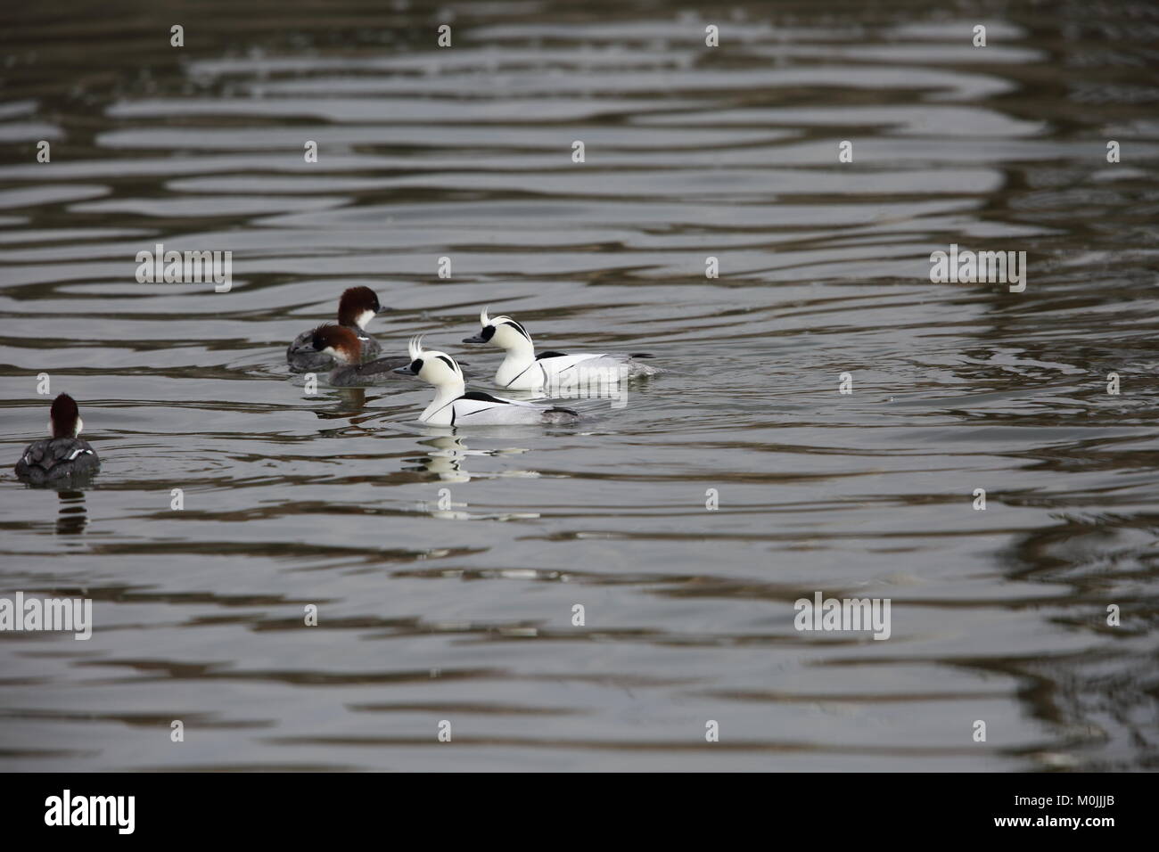 Smew (Mergus albellus) in Japan Stock Photo - Alamy