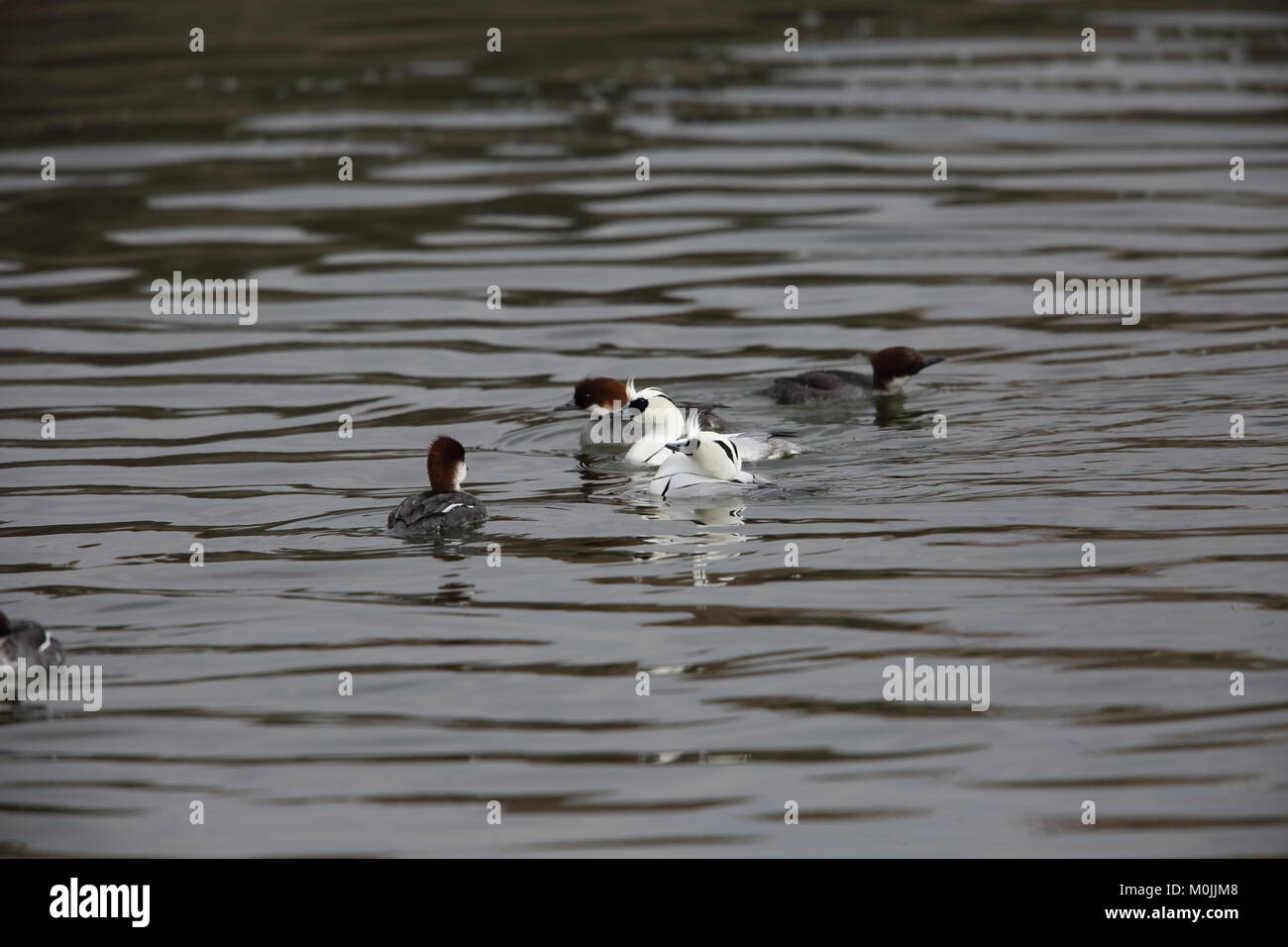 Smew (Mergus albellus) in Japan Stock Photo - Alamy