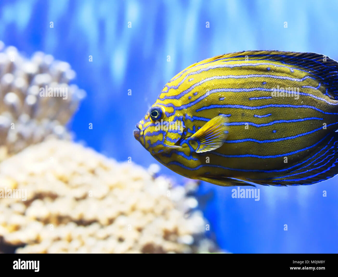 Colorful Tropical Fish. Blue-striped Angelfish swimming on rocky costal ...