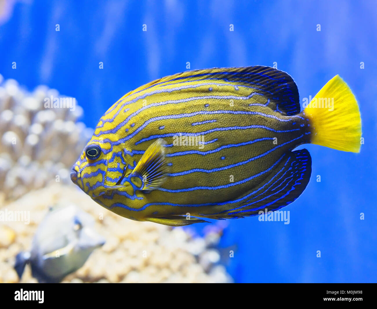 Blue Striped Angelfish