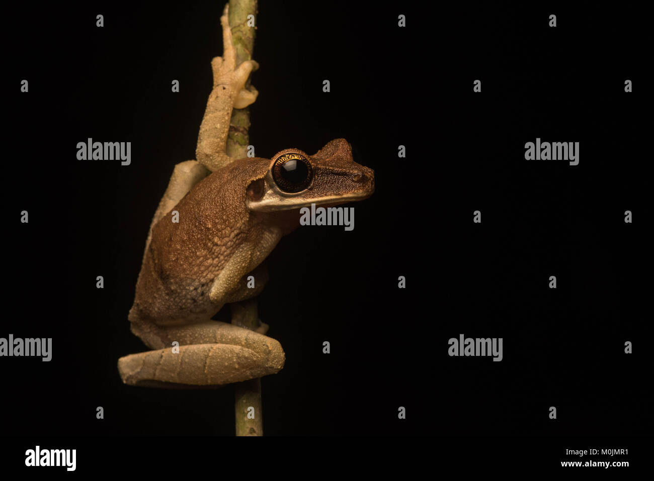 Amazonian hylid frog hi-res stock photography and images - Alamy