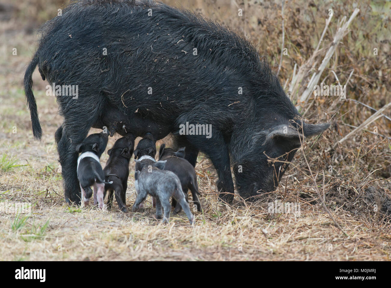 Wild hog with cute piglets in Florida wetlands Stock Photo - Alamy