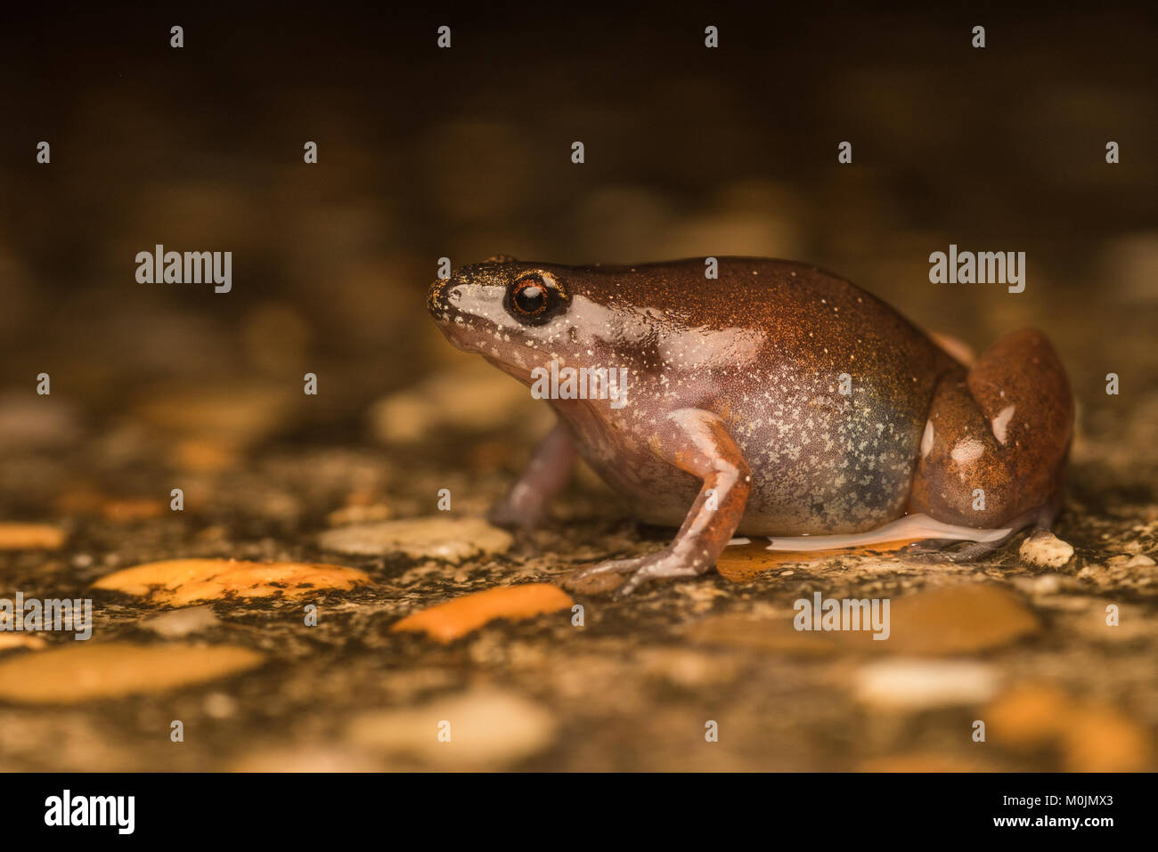 A very fat little Chiasmocleis hudsoni, a frog in the microhylidae ...