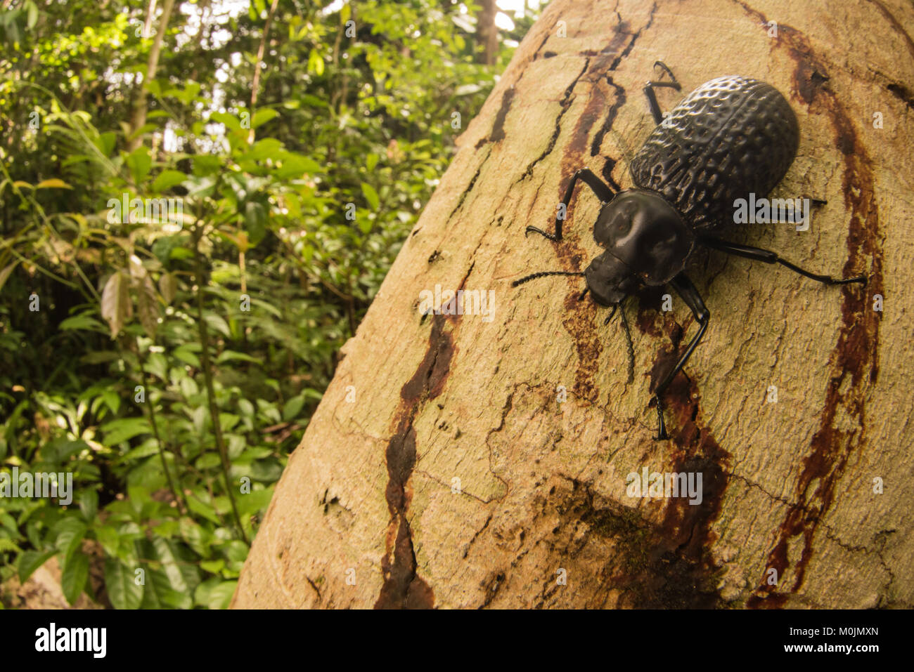 Amazonian beetle hi-res stock photography and images - Alamy