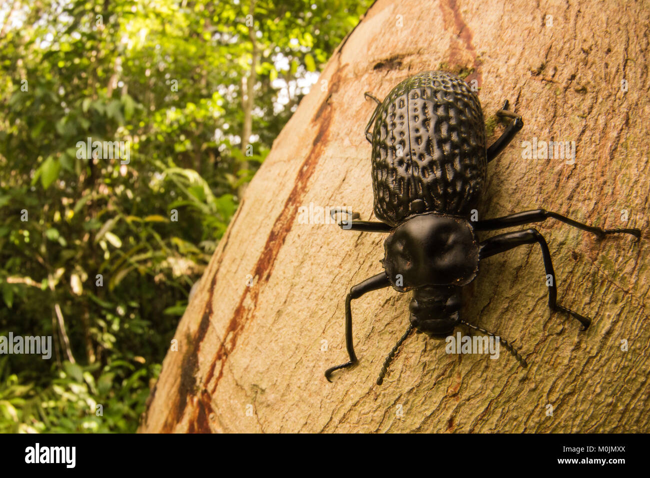 Darkling beetle hi-res stock photography and images - Alamy