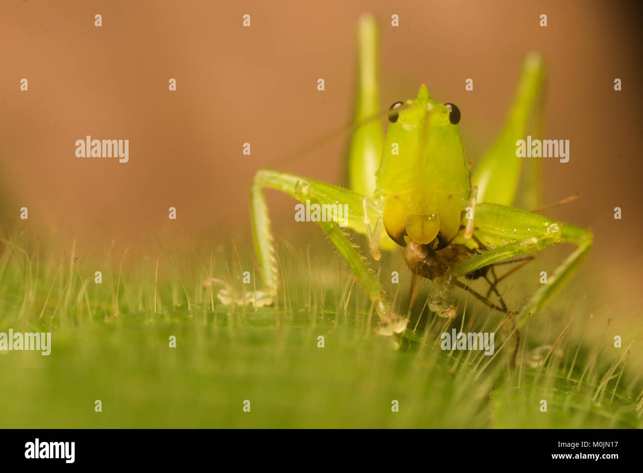 Katydid amazon hi-res stock photography and images - Alamy