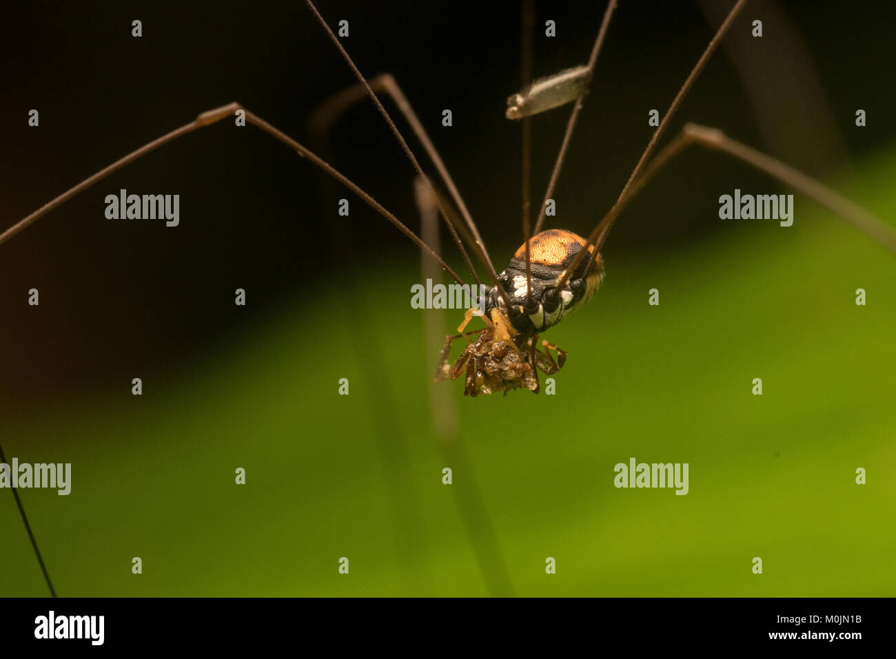 Opiliones hi-res stock photography and images - Alamy