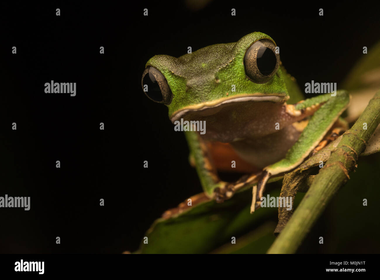 Colombian frogs hi-res stock photography and images - Alamy