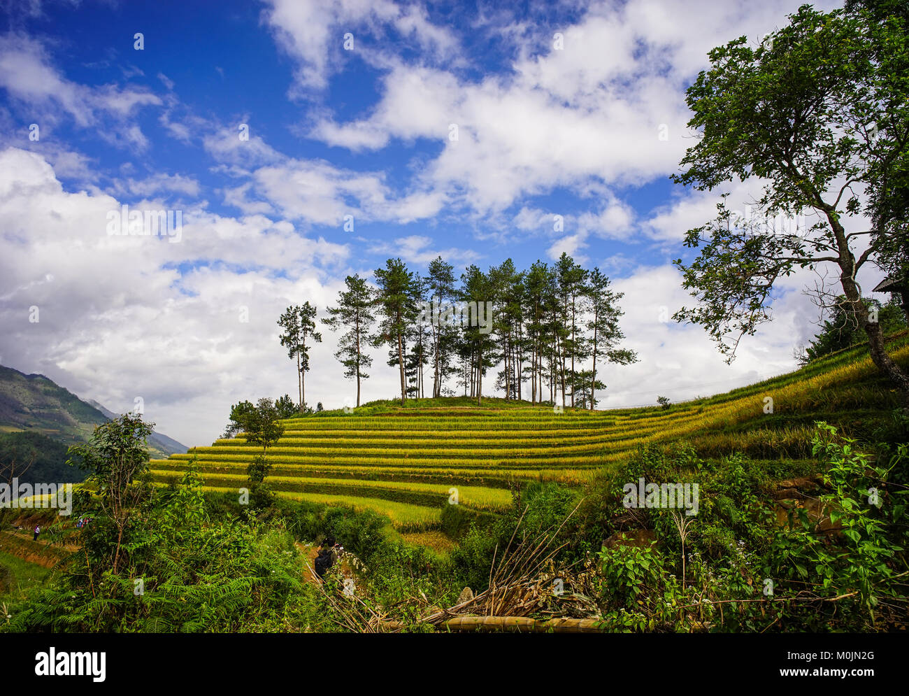 Northern japan rice field hi-res stock photography and images - Alamy