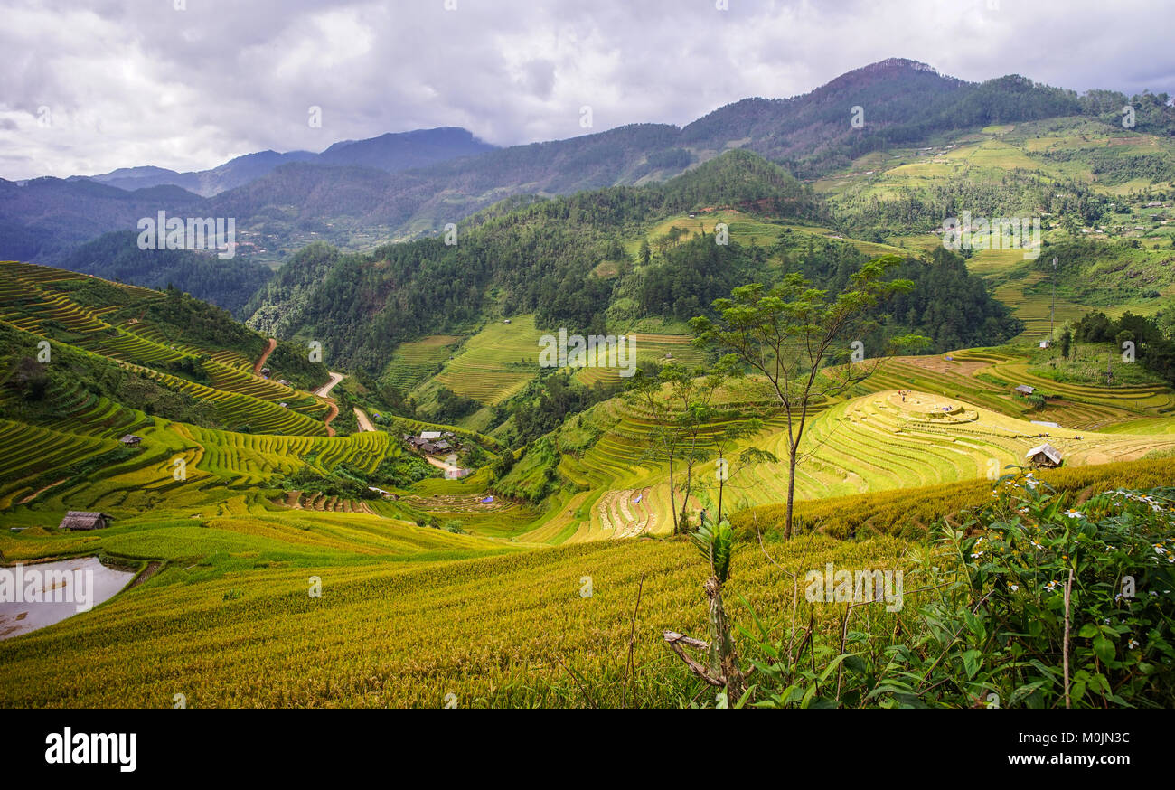 Mai Chau Field High Resolution Stock Photography and Images - Alamy