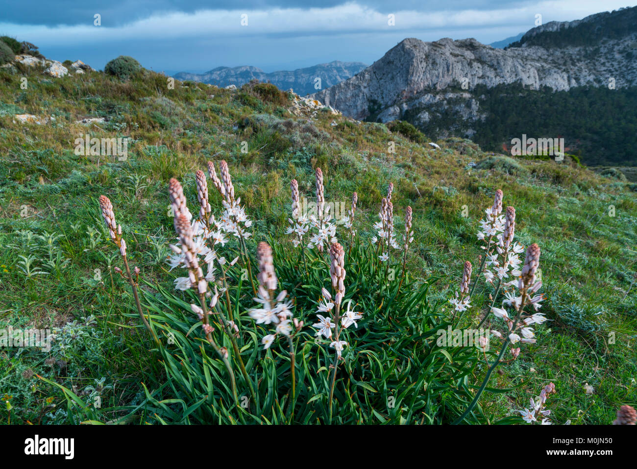 Asphodelus albus, common name white asphodel, is a herbaceous perennial ...