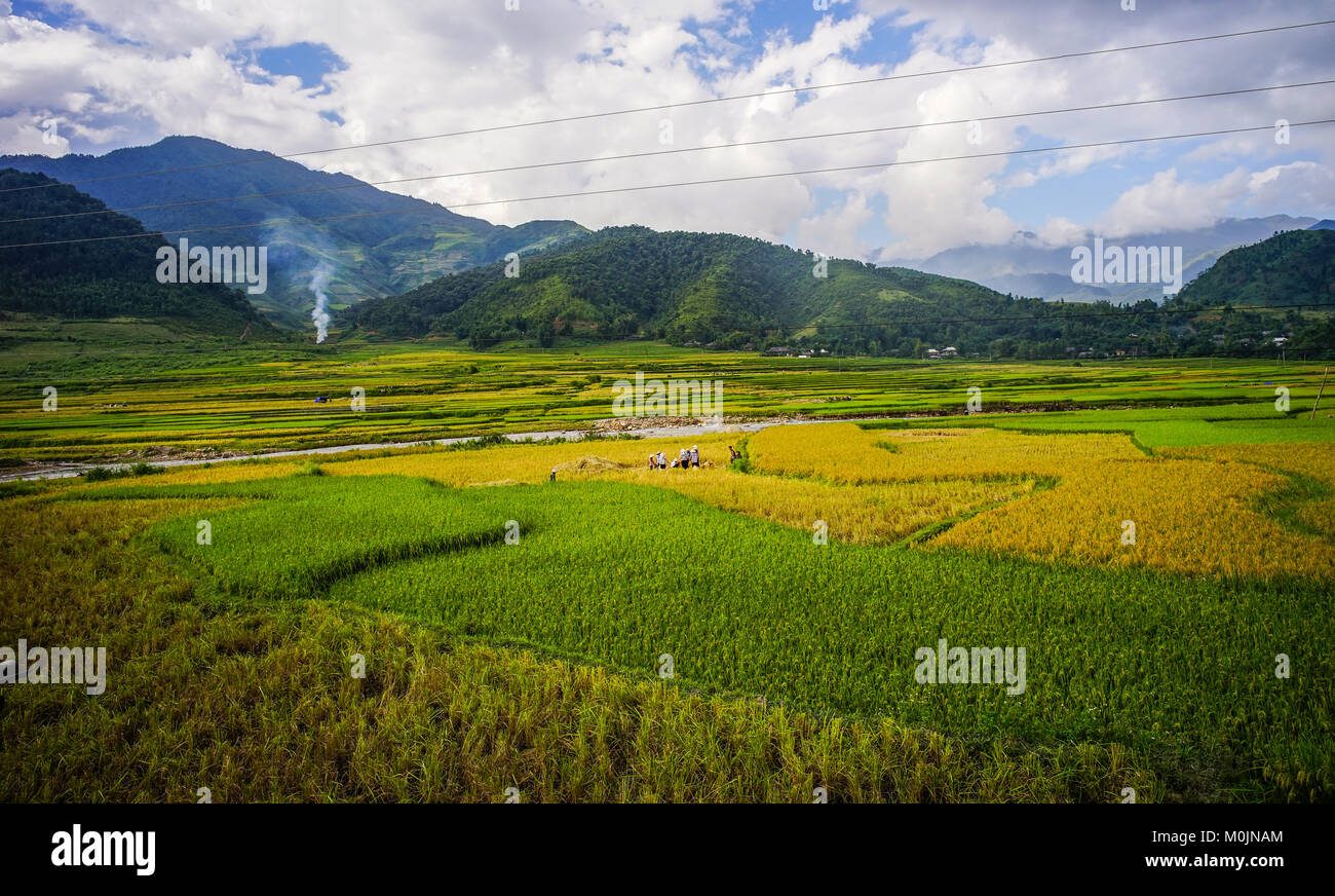 Terraced rice field at summer in Sapa, Northern Vietnam. Terraced paddy ...