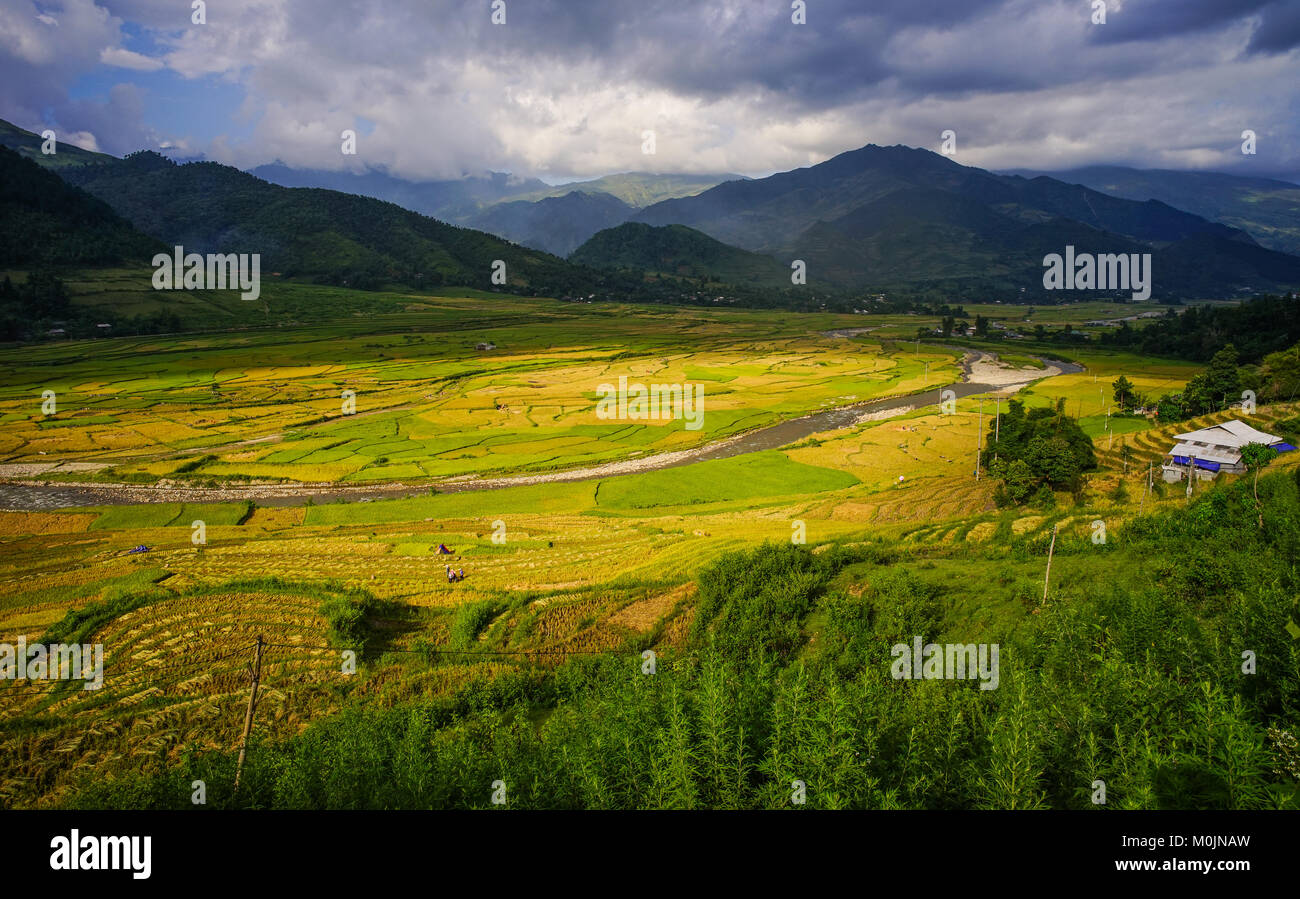Terraced rice field at summer day in Sapa, Northern Vietnam. Terraced ...