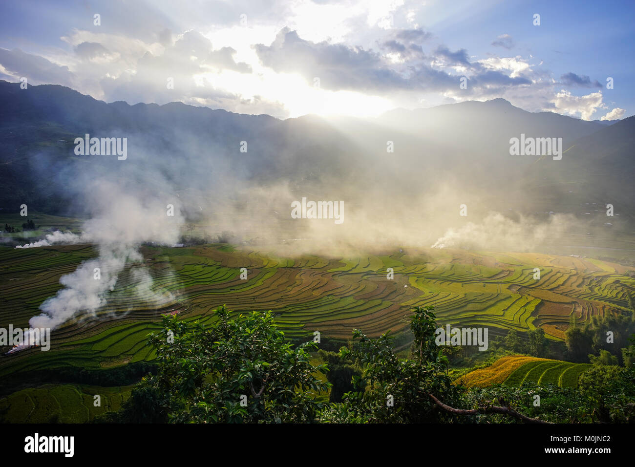 Harvesting rice on the field in Tu Le Township, Vietnam Stock Photo - Alamy