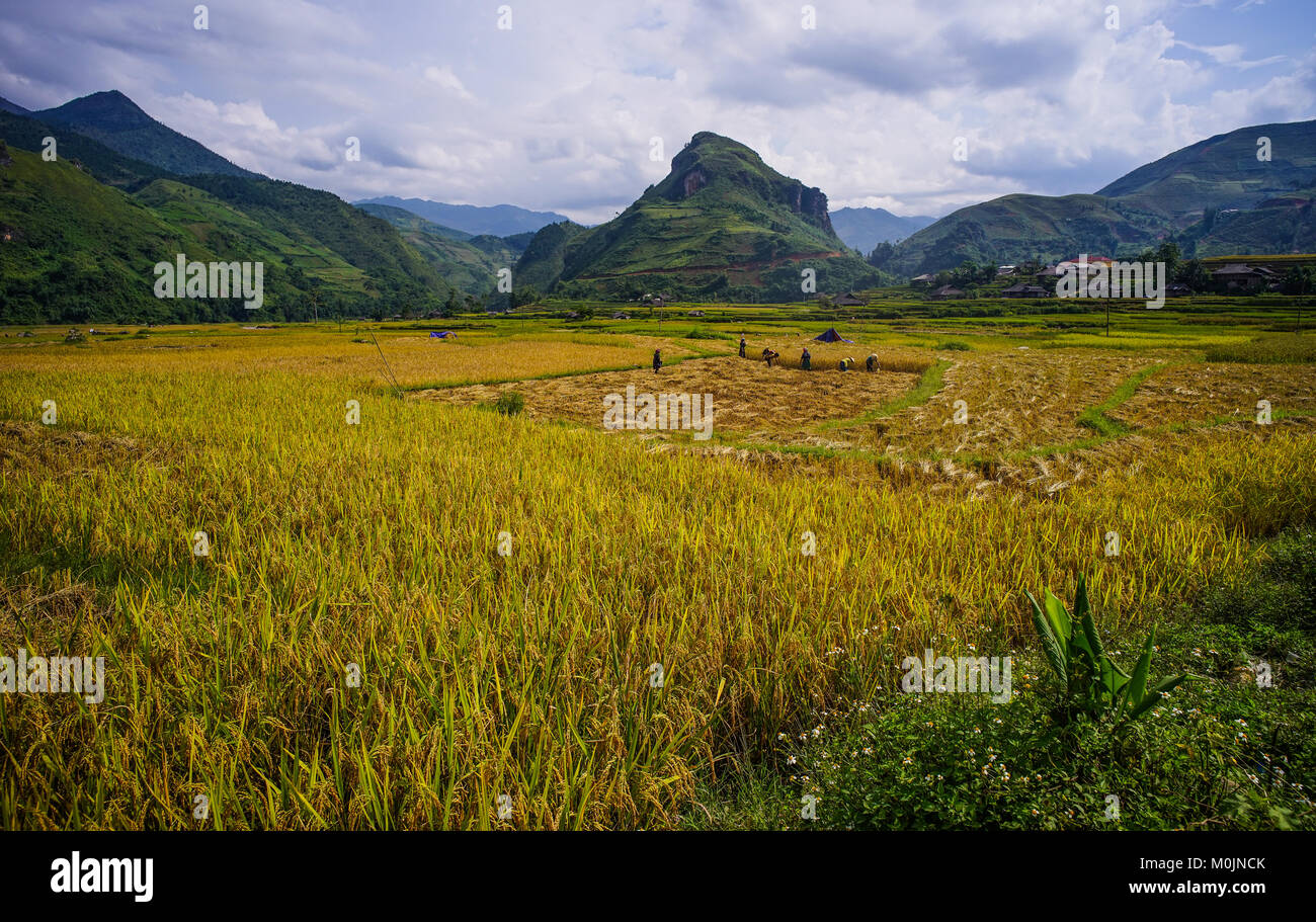 Hmong people working on terraced rice field in Northern Vietnam Stock ...