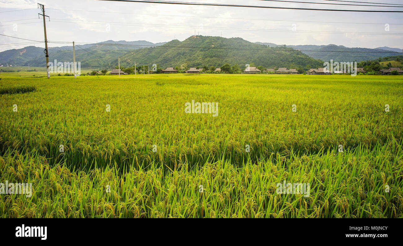 Rice field at summer day in Moc Chau, Northern Vietnam Stock Photo - Alamy
