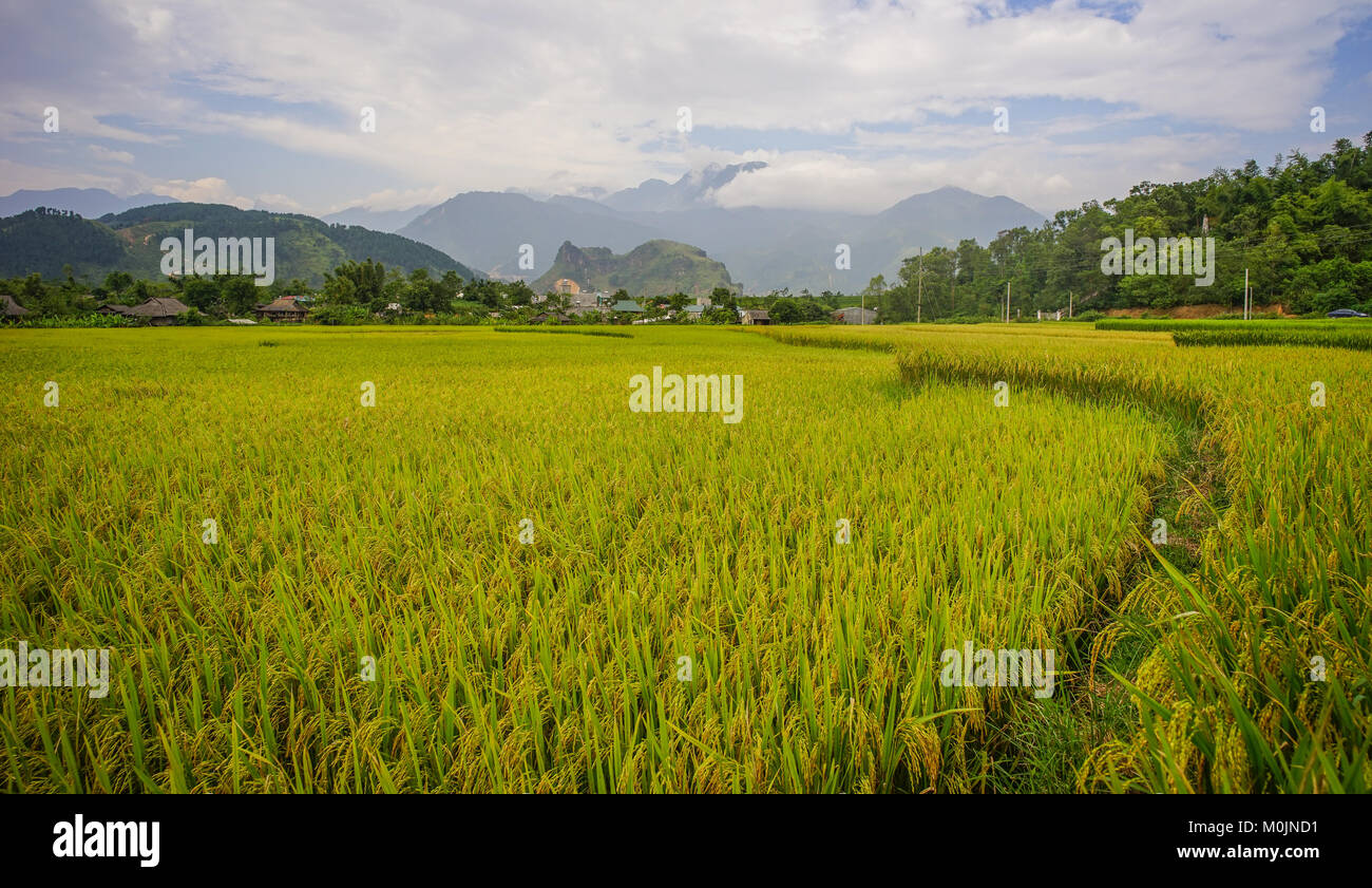 Rice field with Hmong village at summer day in Moc Chau, Northern ...