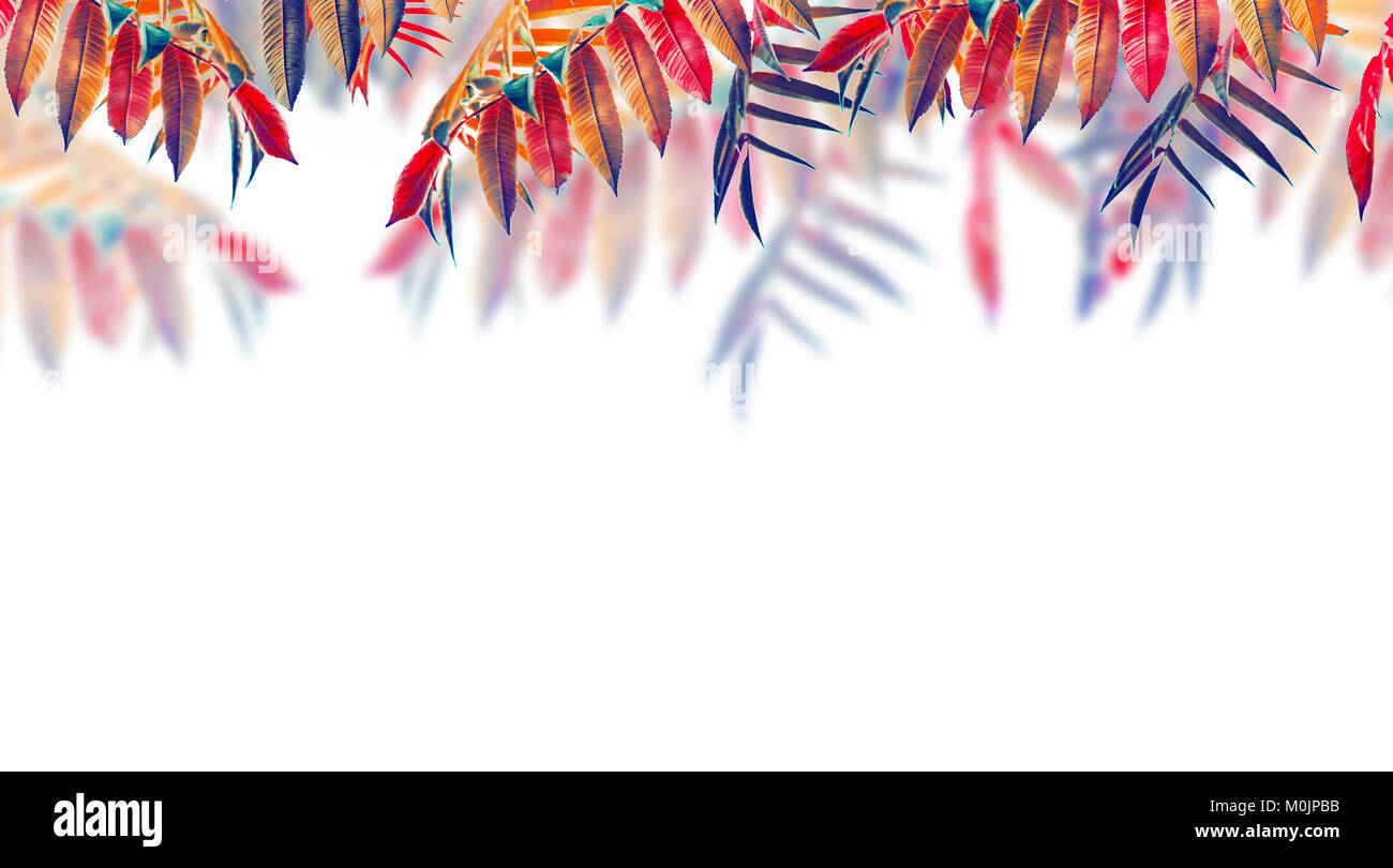 Beautiful autumn leaves , colorful foliage , isolated on white ...