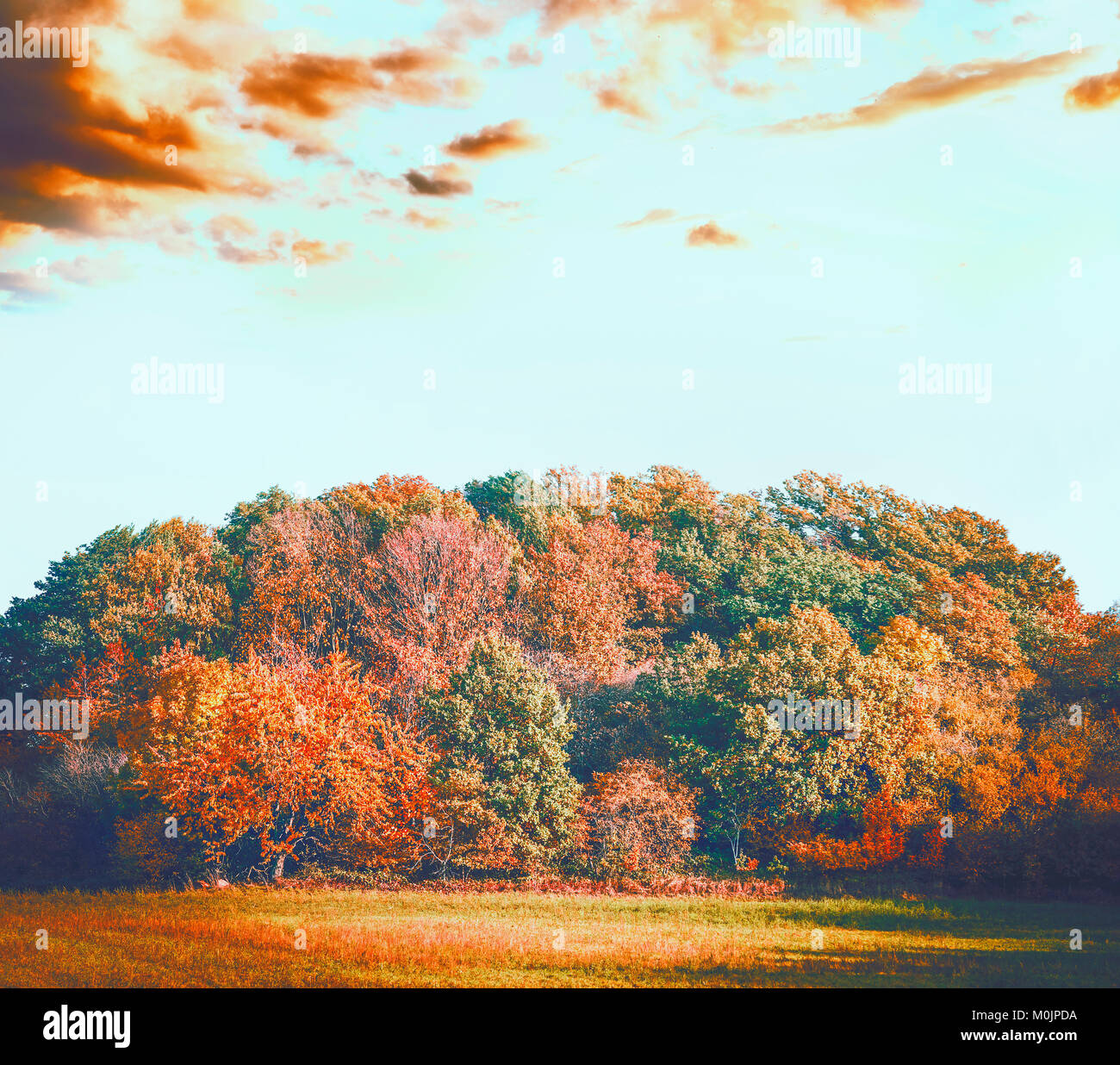 Colorful autumn forest trees with foliage landscape at beautiful sky ...