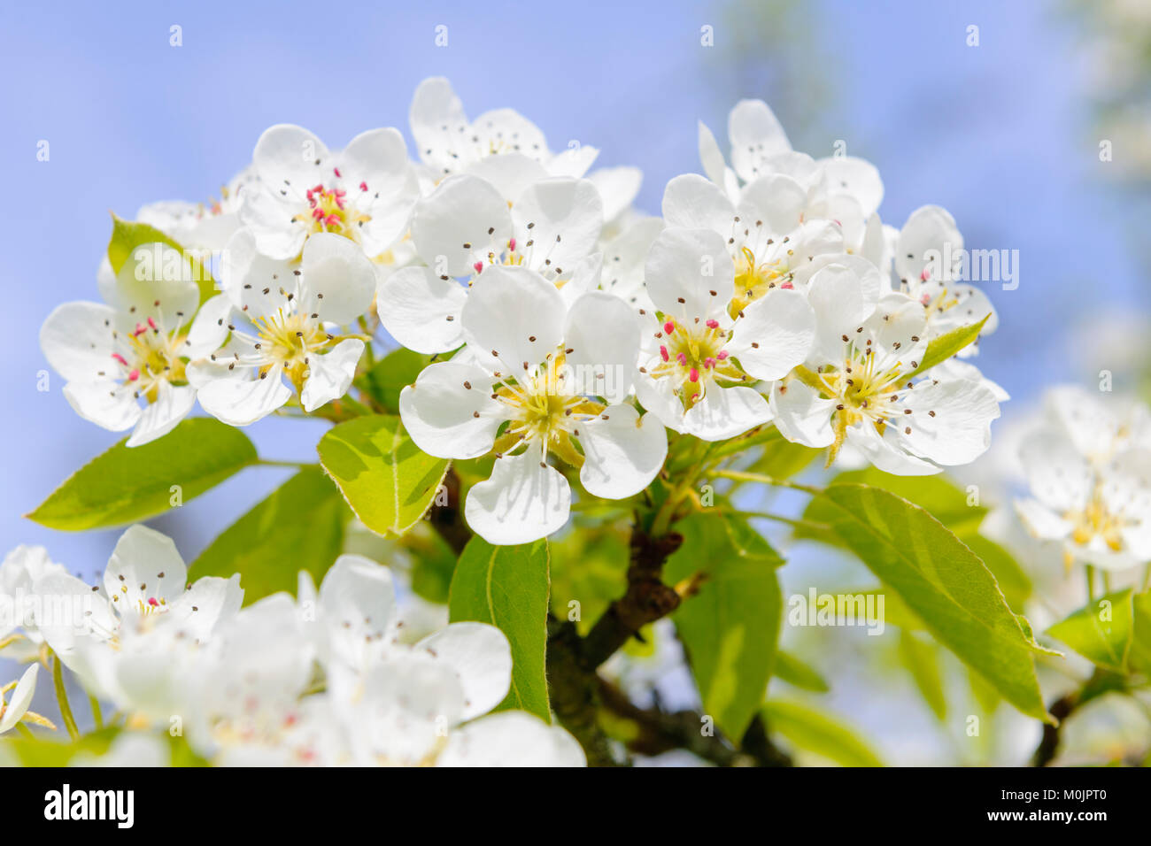 Flowering pear tree (Pyrus), Baden-Württemberg, Germany Stock Photo - Alamy