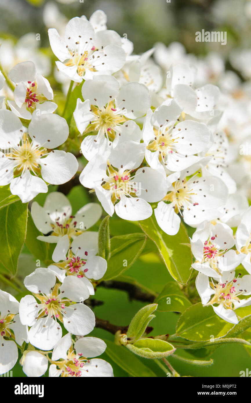 Flowering pear tree (Pyrus), Baden-Württemberg, Germany Stock Photo - Alamy