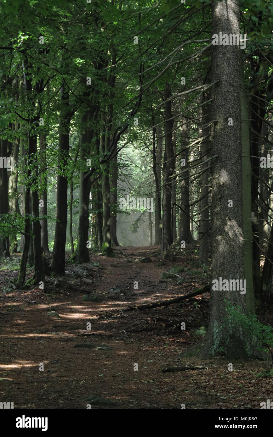 The forest way hi-res stock photography and images - Alamy