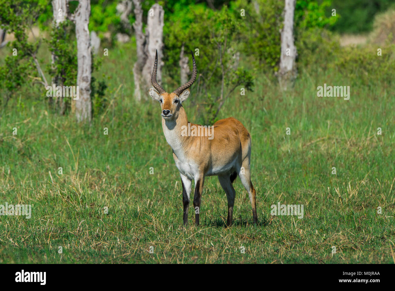 Red Lechwe (Kobus leche leche), looks attentively, Moremi Wildlife ...
