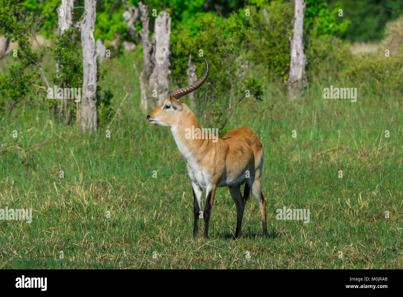 Red Lechwe (Kobus leche leche), looks attentively, Moremi Wildlife ...