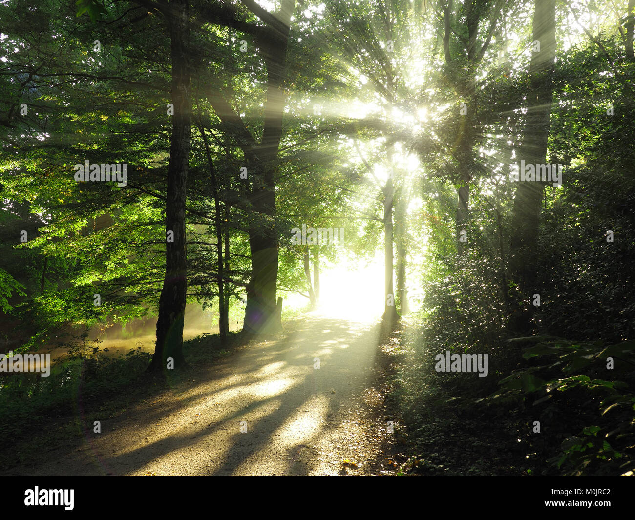 Beautiful natural light on a path in a forest, sunrise background Stock ...