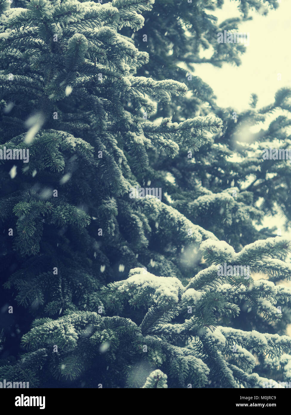 Fir tree with snow, winter background Stock Photo - Alamy