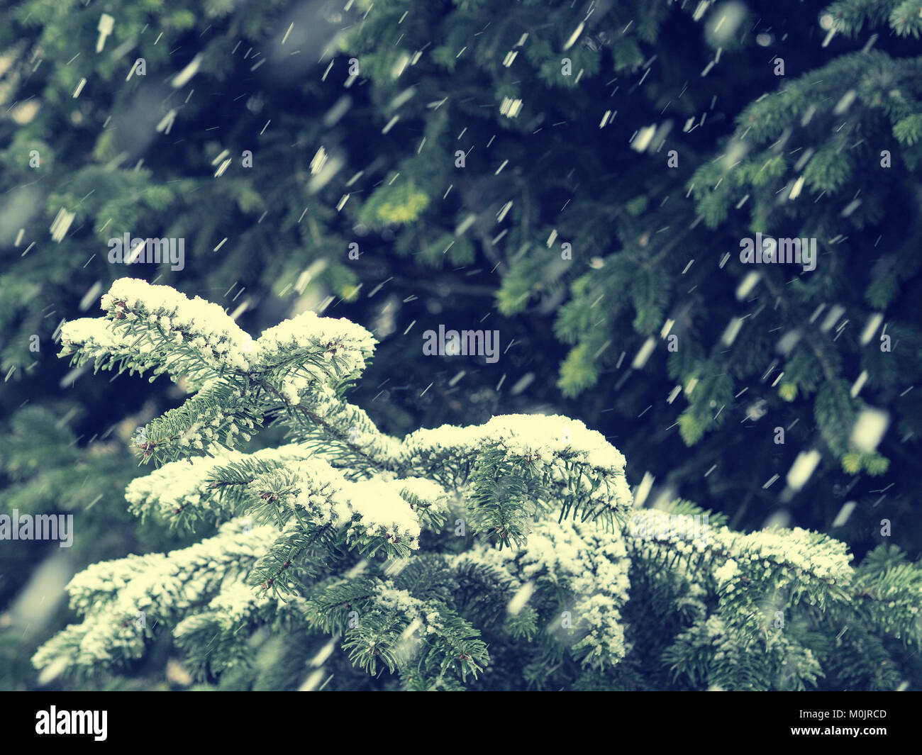 Fir tree with snow, winter background Stock Photo - Alamy