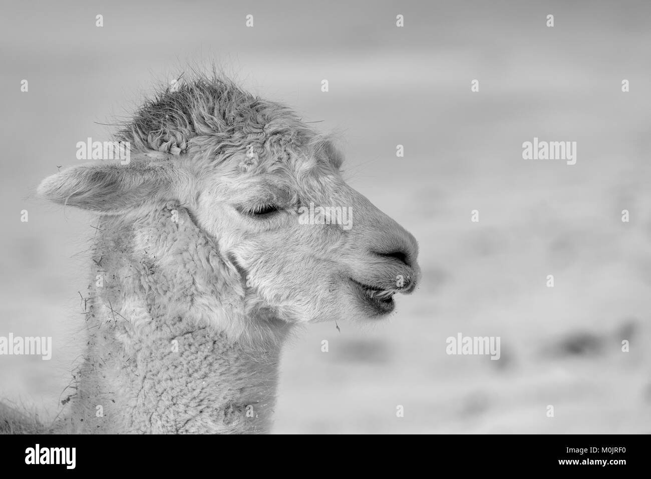 Outdoor monochrome bright animal nature head shot portrait of a lovely ...