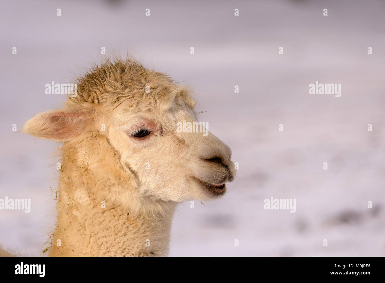 Outdoor warm color animal nature head shot portrait of a cute single ...