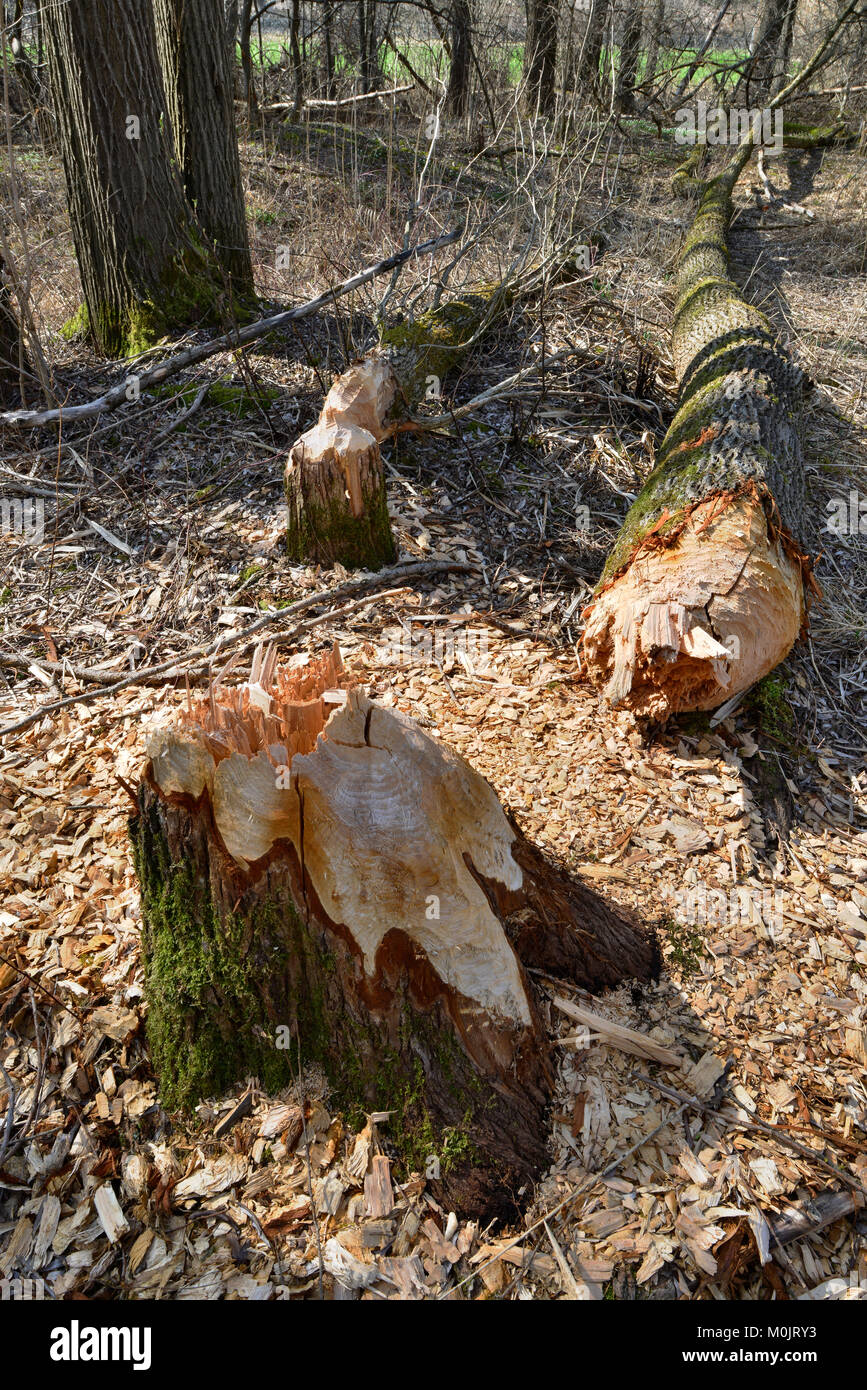 Fallen down tree hi-res stock photography and images - Alamy